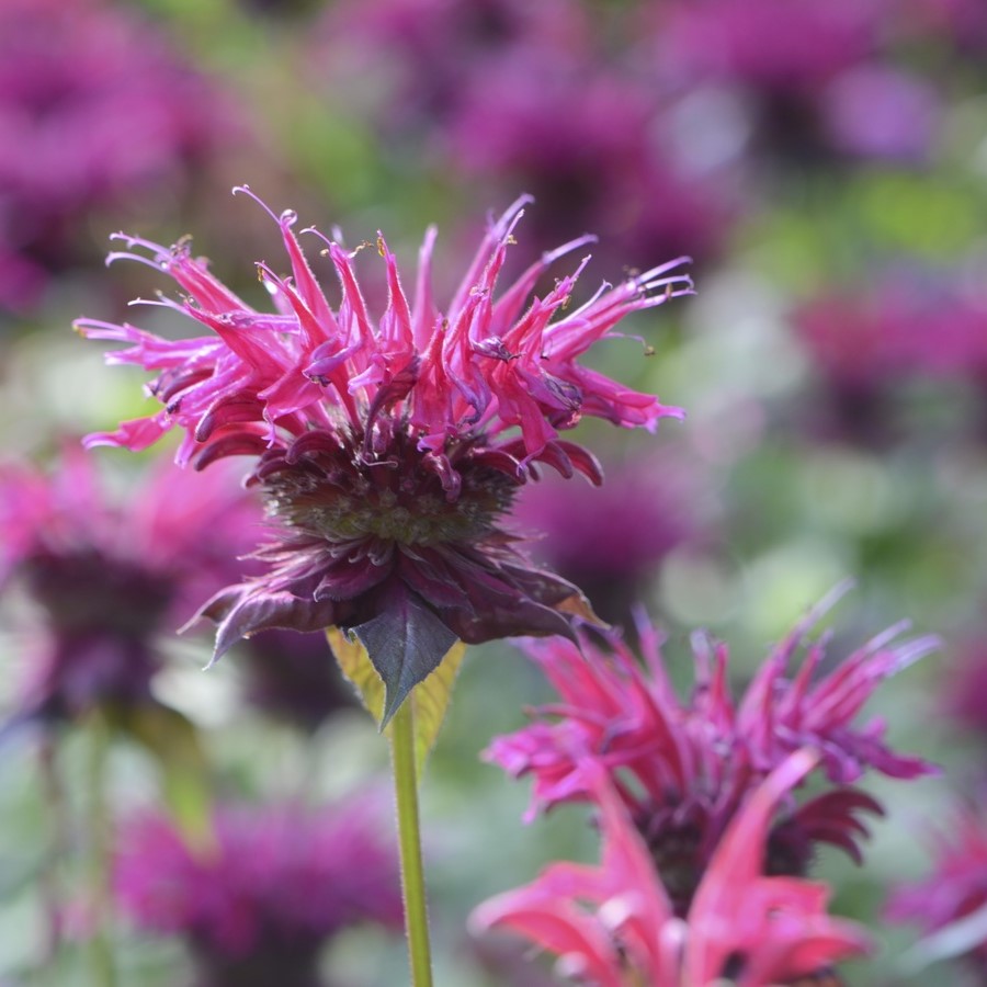 25 Beautiful Purple Perennial Flowers - Gardeners Grail