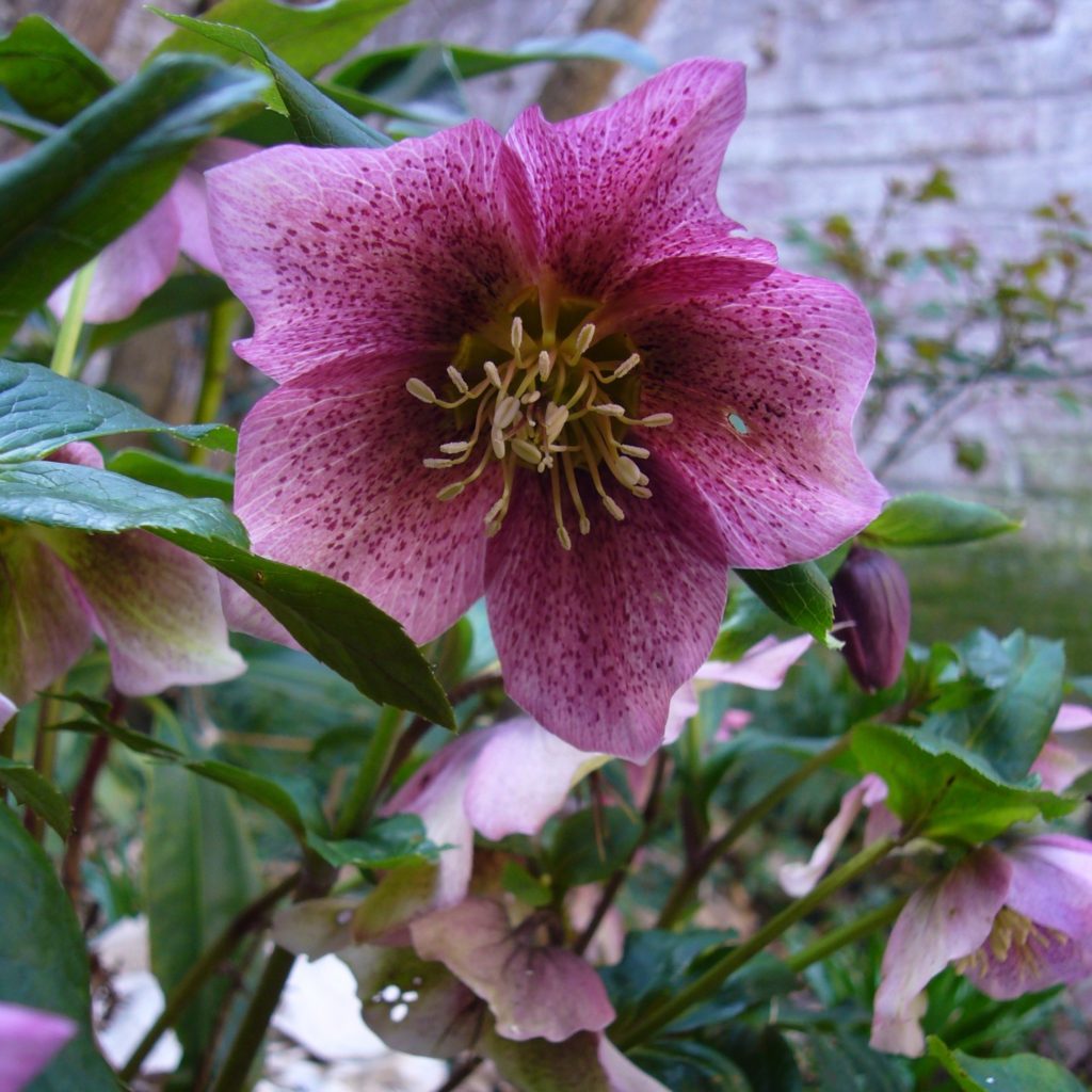 25 Beautiful Purple Perennial Flowers - Gardeners Grail