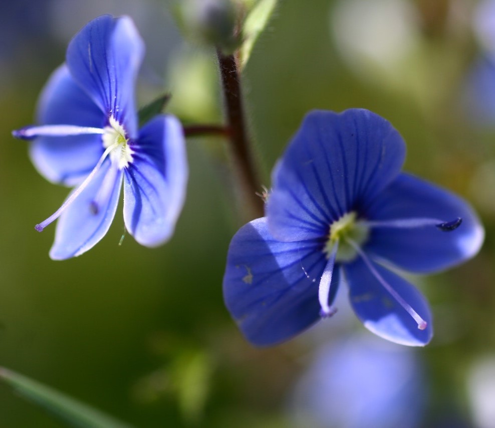 25 Beautiful Purple Perennial Flowers - Gardeners Grail