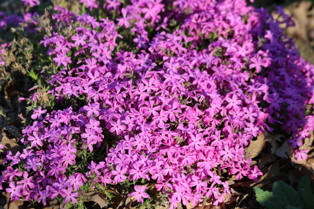 25 Beautiful Purple Perennial Flowers - Gardeners Grail