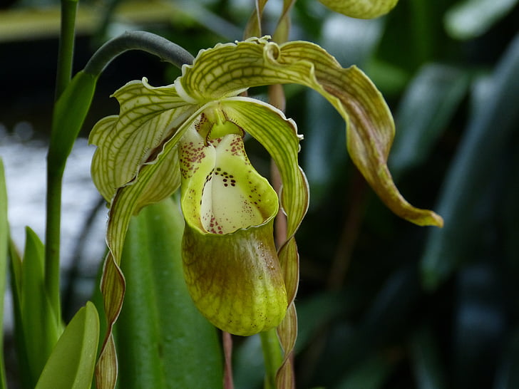 How to Revive an Orchid (5 Proven Methods) - Gardeners Grail
