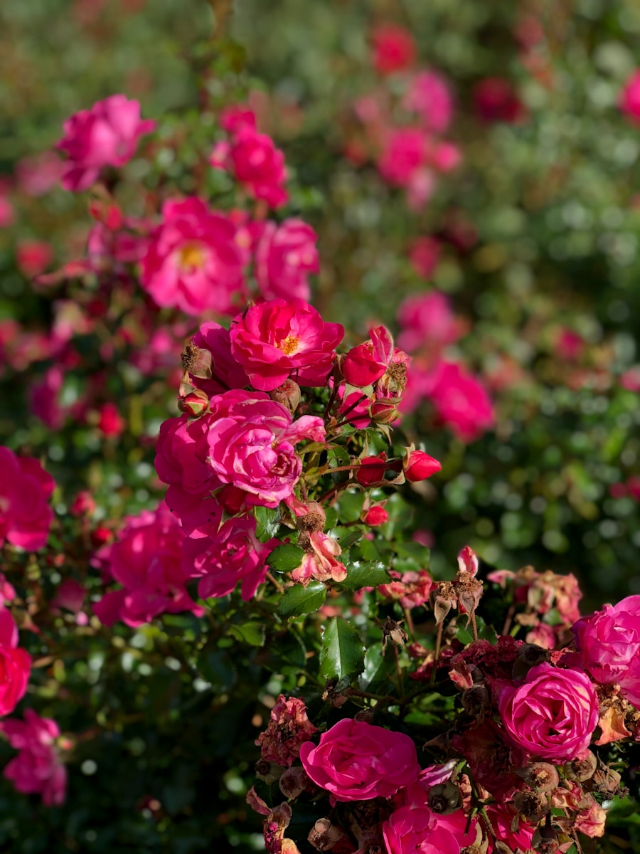 How to Grow Roses That Bloom All Year Round - Gardeners Grail