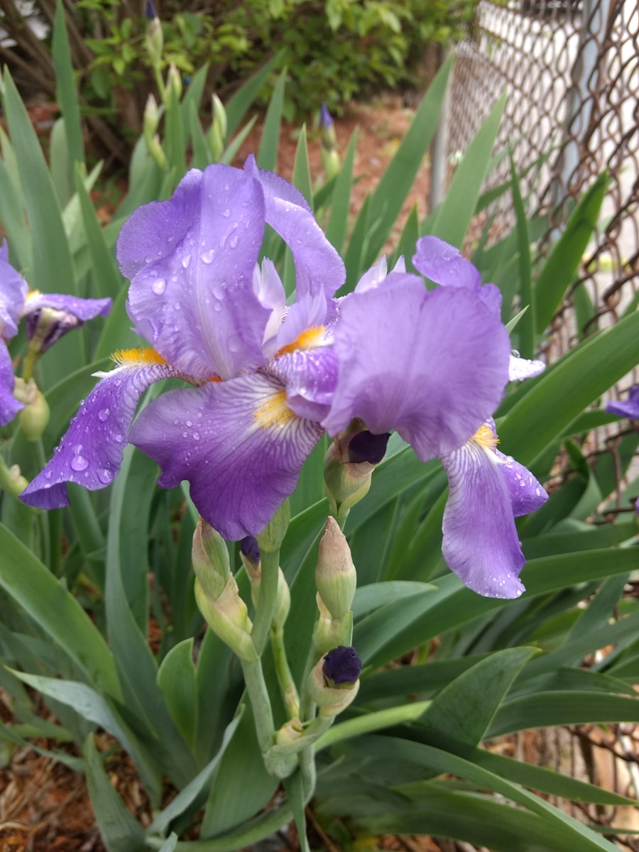 How to Grow Irises in Containers or Garden Beds - Gardeners Grail