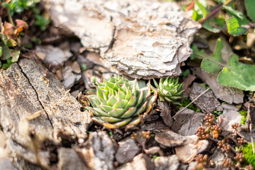 The 15 Toughest Plants: Beautiful, Drought-Tolerant Picks for Any ...